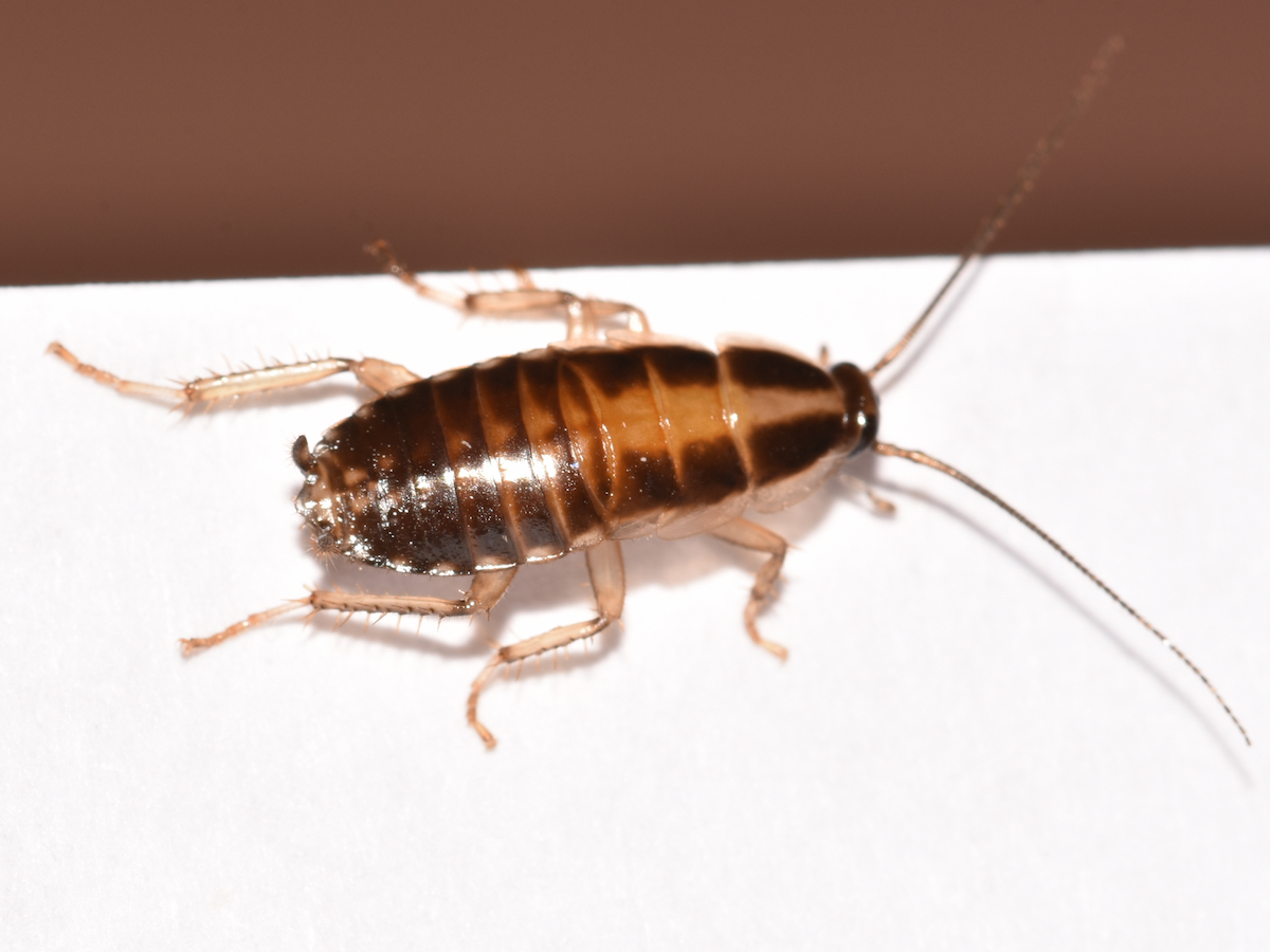 German Cockroach Alchetron The Free Social Encyclopedia German Cockroach Alchetron The Free Social Encyclopedia
