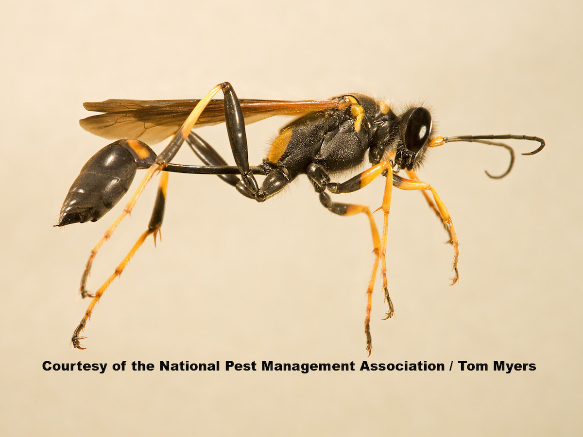 Image Gallery Wasp Identification