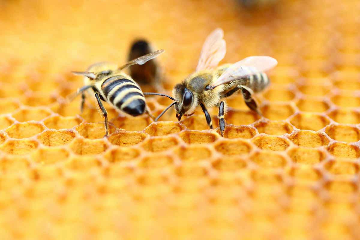 Africanized Killer Bees: Information About African Bees