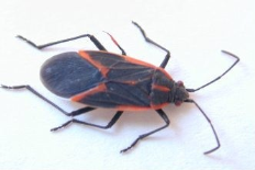 Black & Orange Boxelder Bugs: Bites, Infestations & Prevention