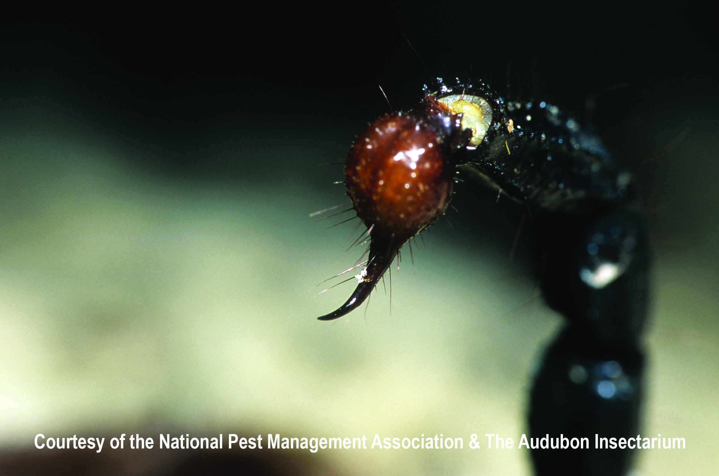 Scorpions: Facts About Scorpion Bites, Scorpion Control