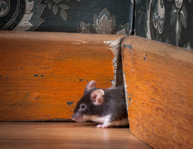 What’s That Noise? Six Tell-Tale Signs of a Rodent Infestation