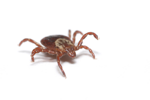 Bug & Insect Identification List: NPMA’s Bug Identifier