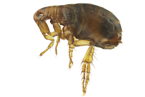 Fleas: Control, Extermination, & Prevention of Fleas in Home