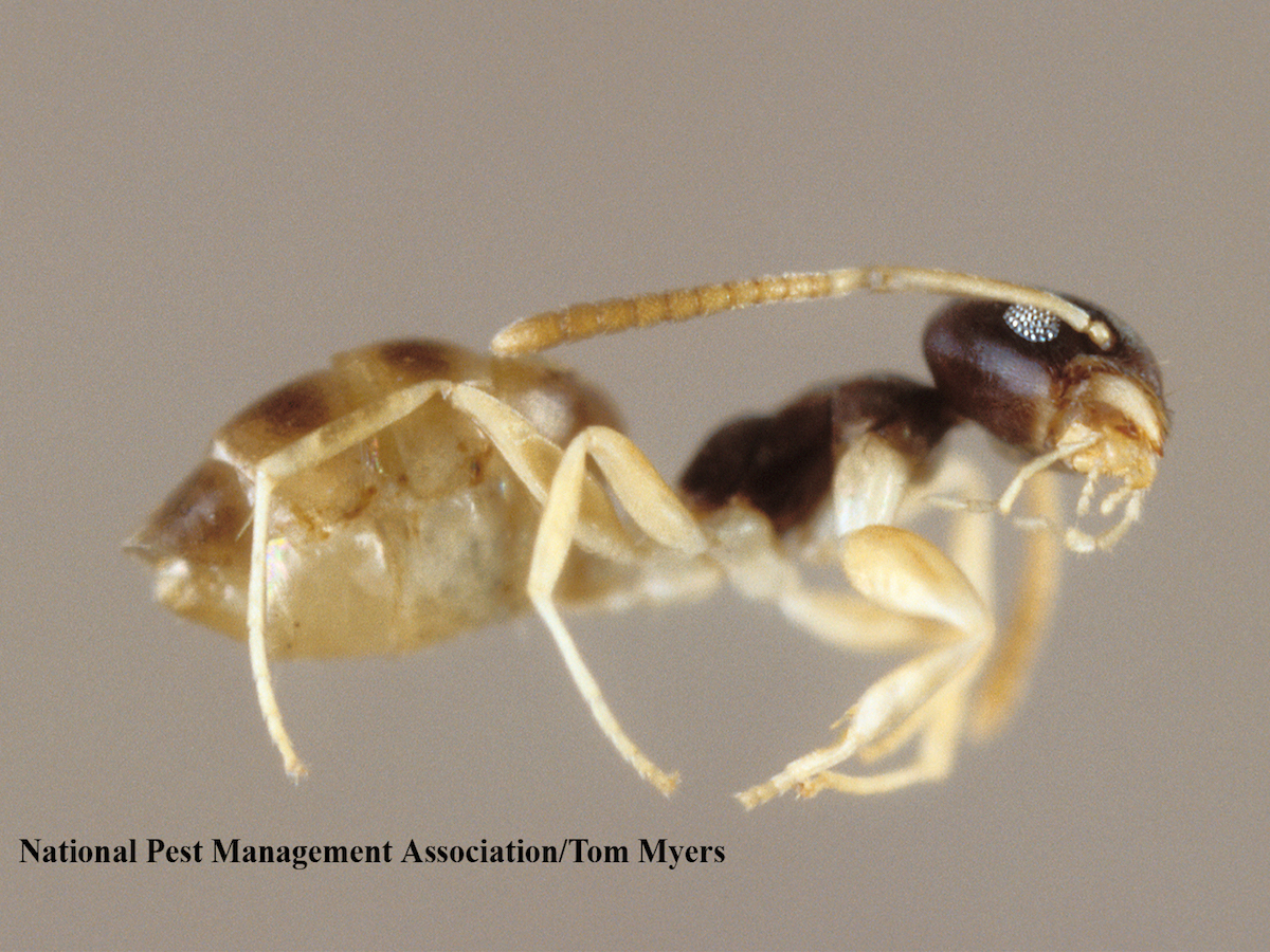 Ant Identification Guides: Ant Control & Extermination