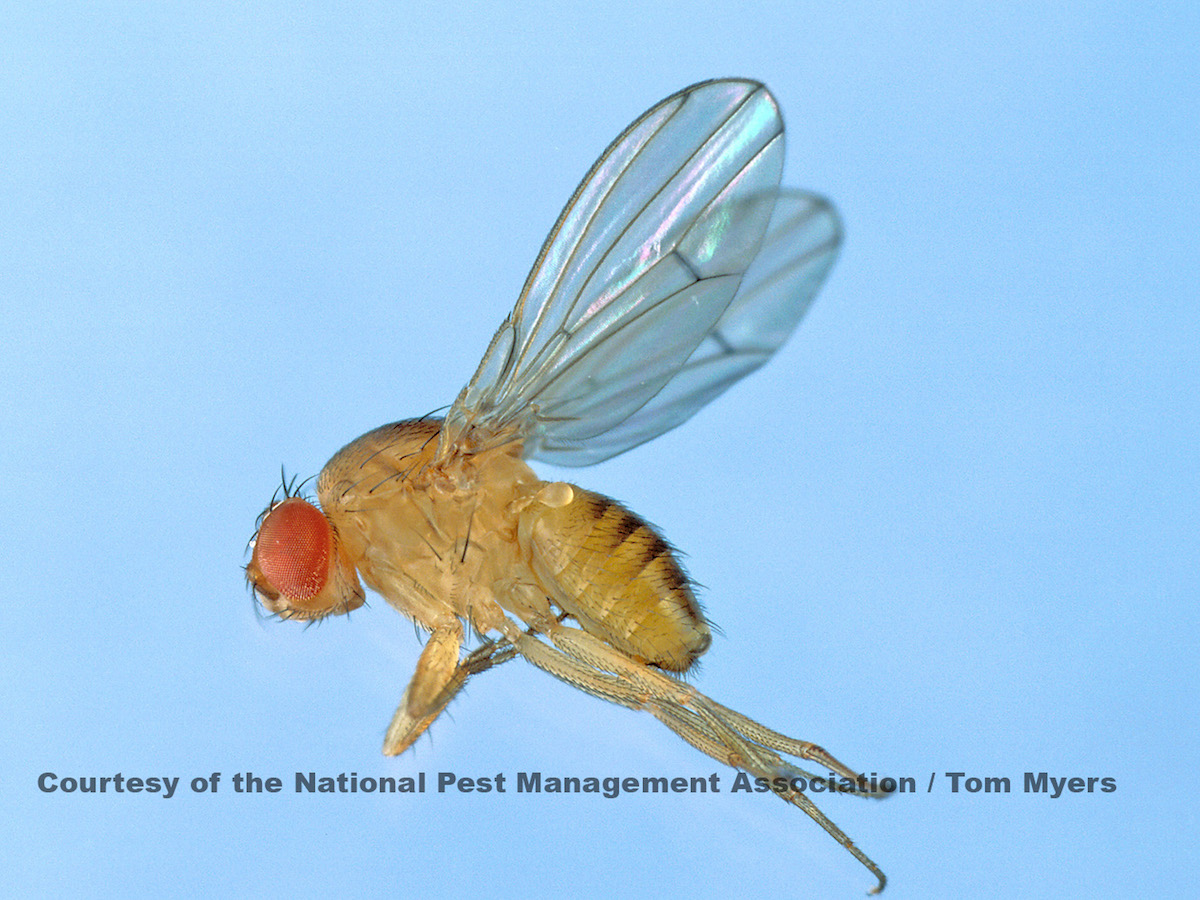 Fruit Fly Extermination How To Get Rid Of Fruit Flies