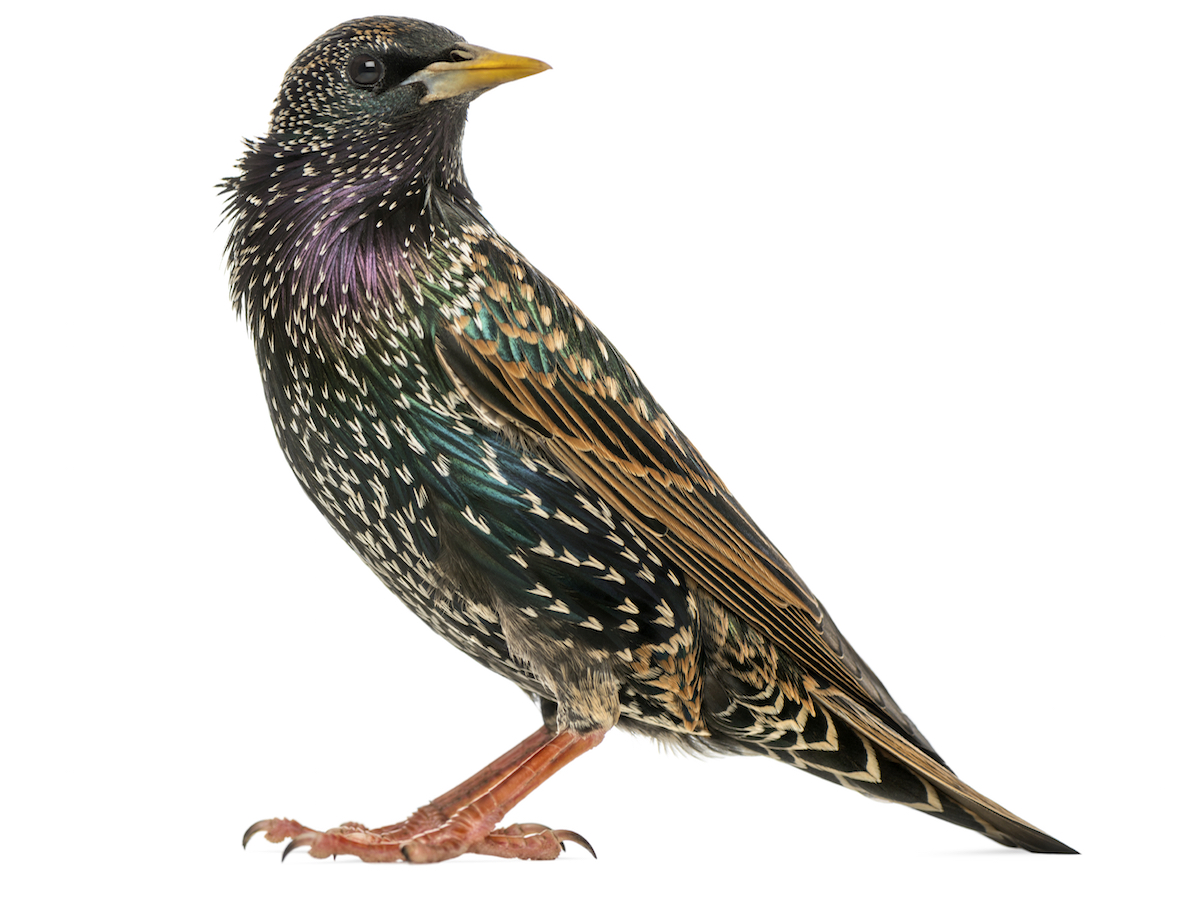 Bird Pest Control & Removal - Bird Photos, Info, & Tips