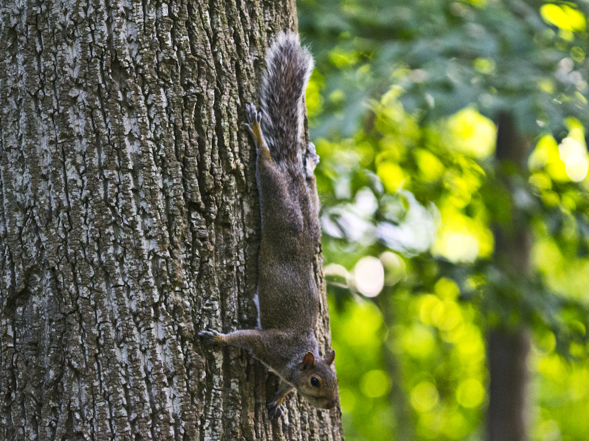 Nuisance Wildlife Pest Control - Nuisance Pest Removal