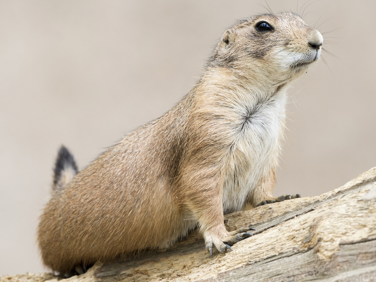 Prairie Dogs - Facts, Photos & How to Get Rid of Pests