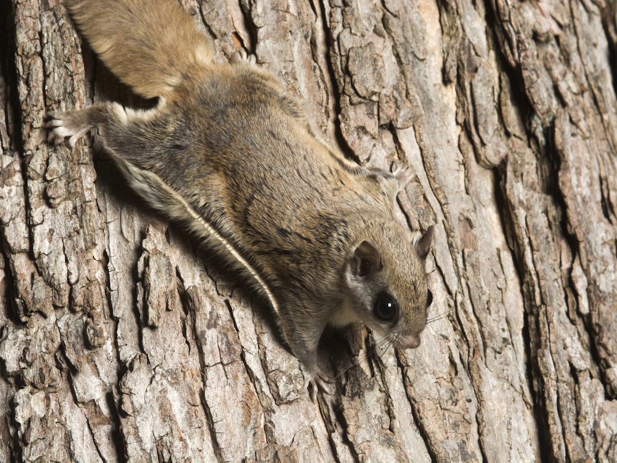 Flying Squirrels Facts, Information & Control - PestWorld