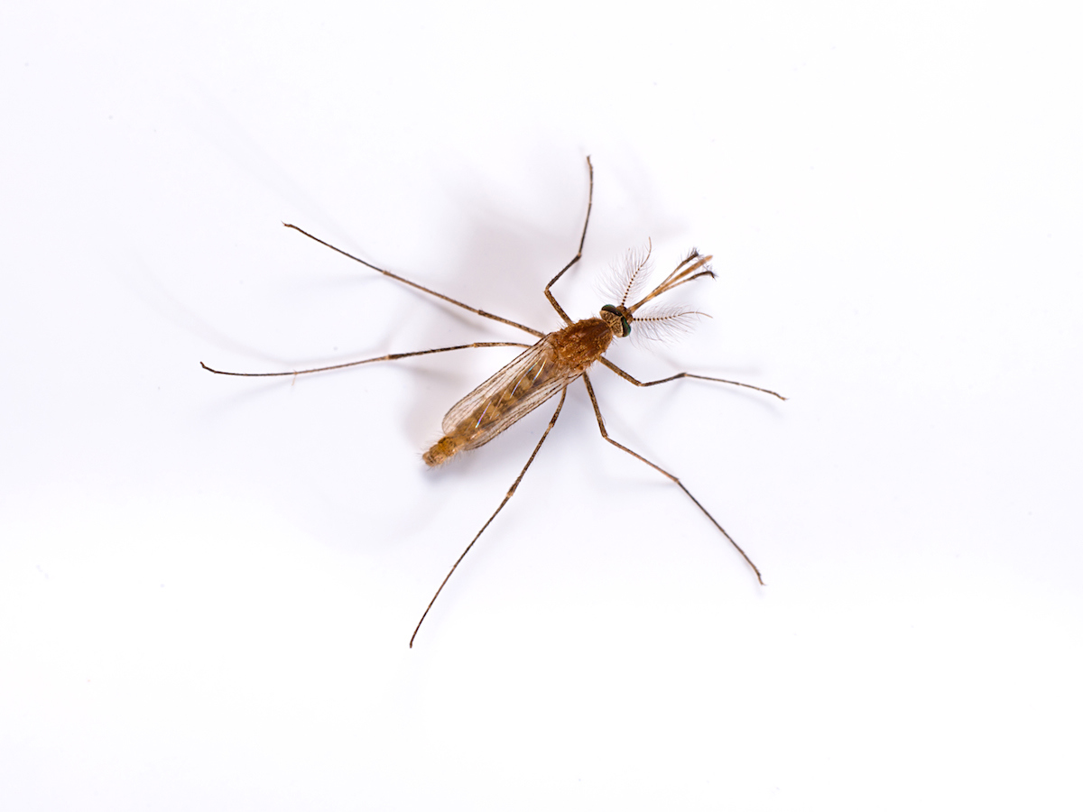 Culex Mosquito - Common House Mosquito Info & Prevention