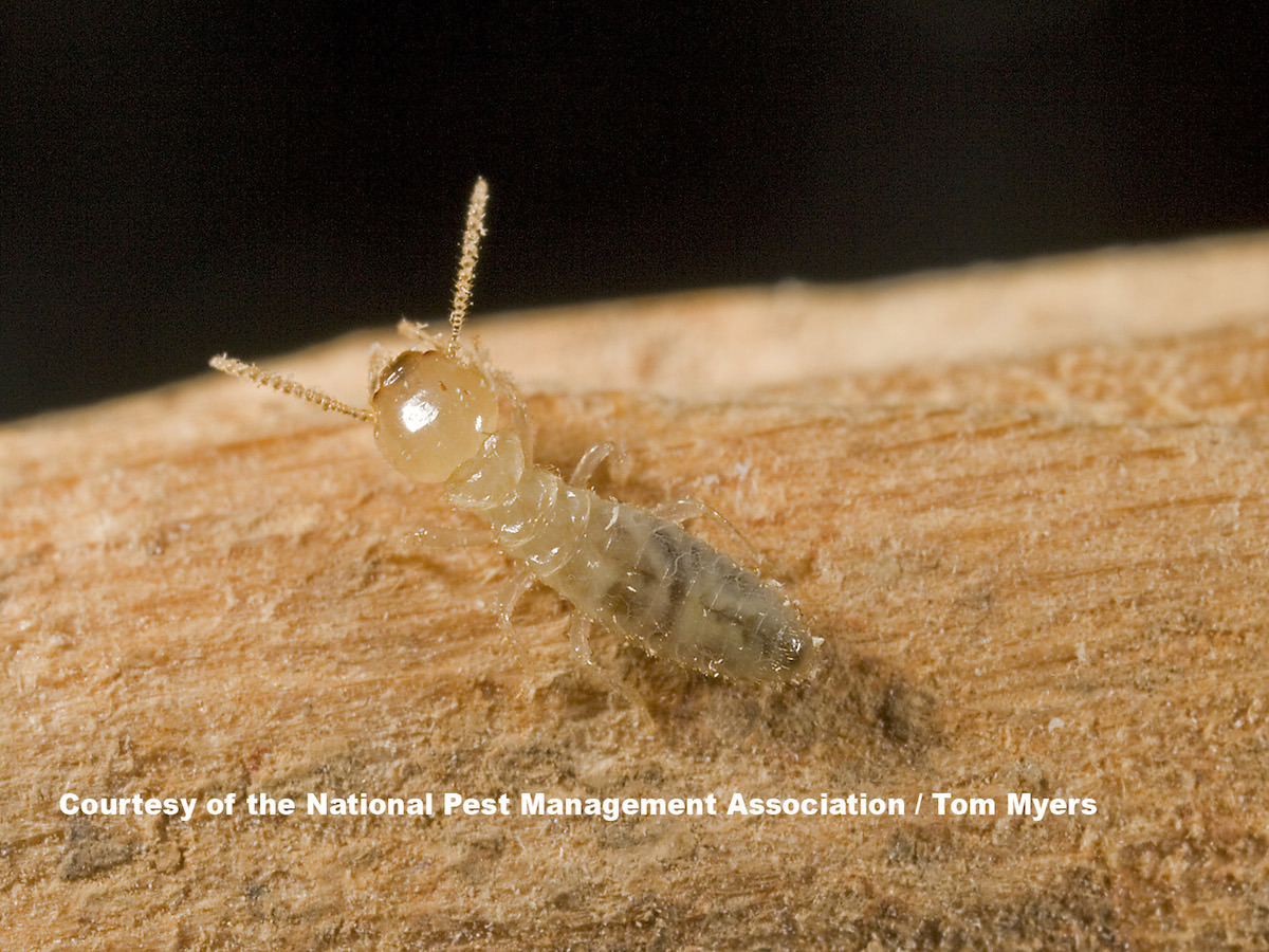 Subterranean Termites: Damage, Prevention, & Control: NPMA