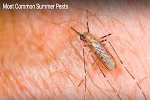 Stinging Insect Pest Guide: Types of Stinging Insects