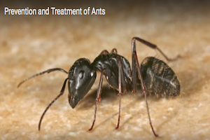 Ant Identification Guides: Ant Control & Extermination