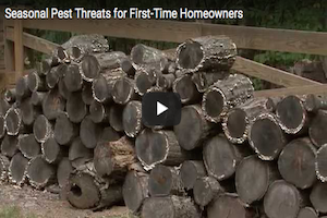 Dampwood Termites: Exterminators for Dampwood Termites