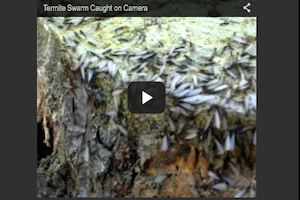 Subterranean Termites: Damage, Prevention, & Control: NPMA