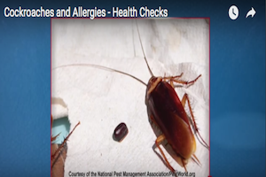 Cockroaches Profile: Info, Photos, & Extermination