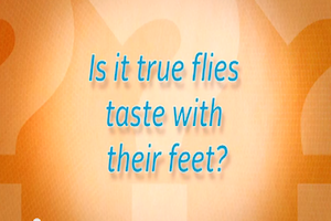 Get Rid of House Flies: House Fly Control Information