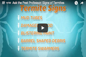 Conehead Termites: Identification & Control of Termites
