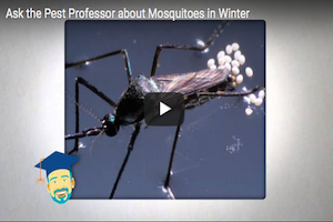 Mosquitoes: Informative Mosquito Pest Guides -PestWorld