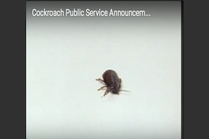 Cockroaches Profile: Info, Photos, & Extermination