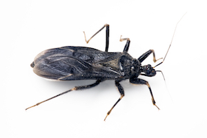 Kissing Bugs Guide: Kissing Bug Bites, Locations & Disease