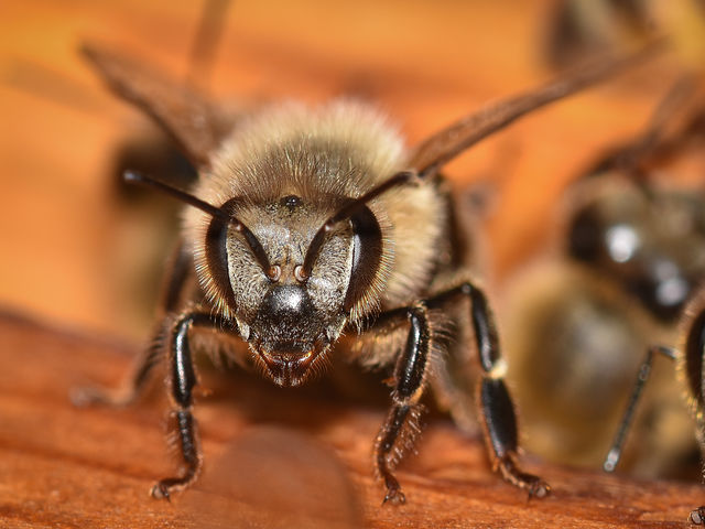 Discover Seven Types of Invasive Species Right in Your Own Backyard