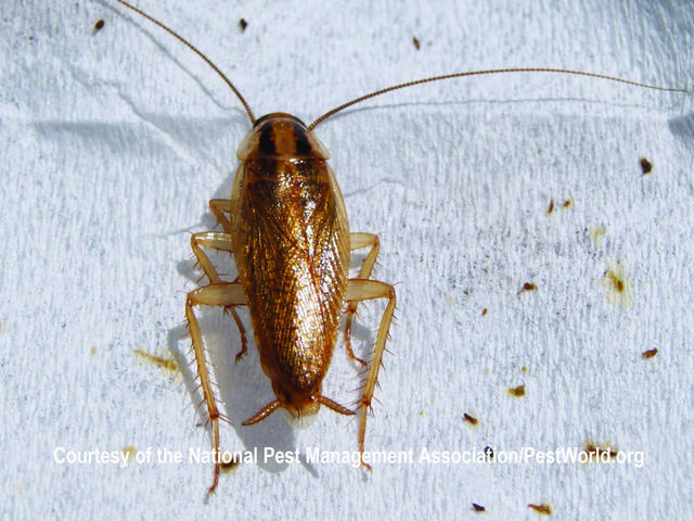 Worst Cockroach Infestation