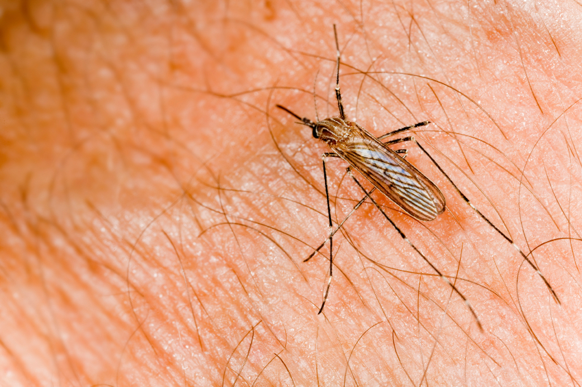 Culex Mosquito - Common House Mosquito Info & Prevention