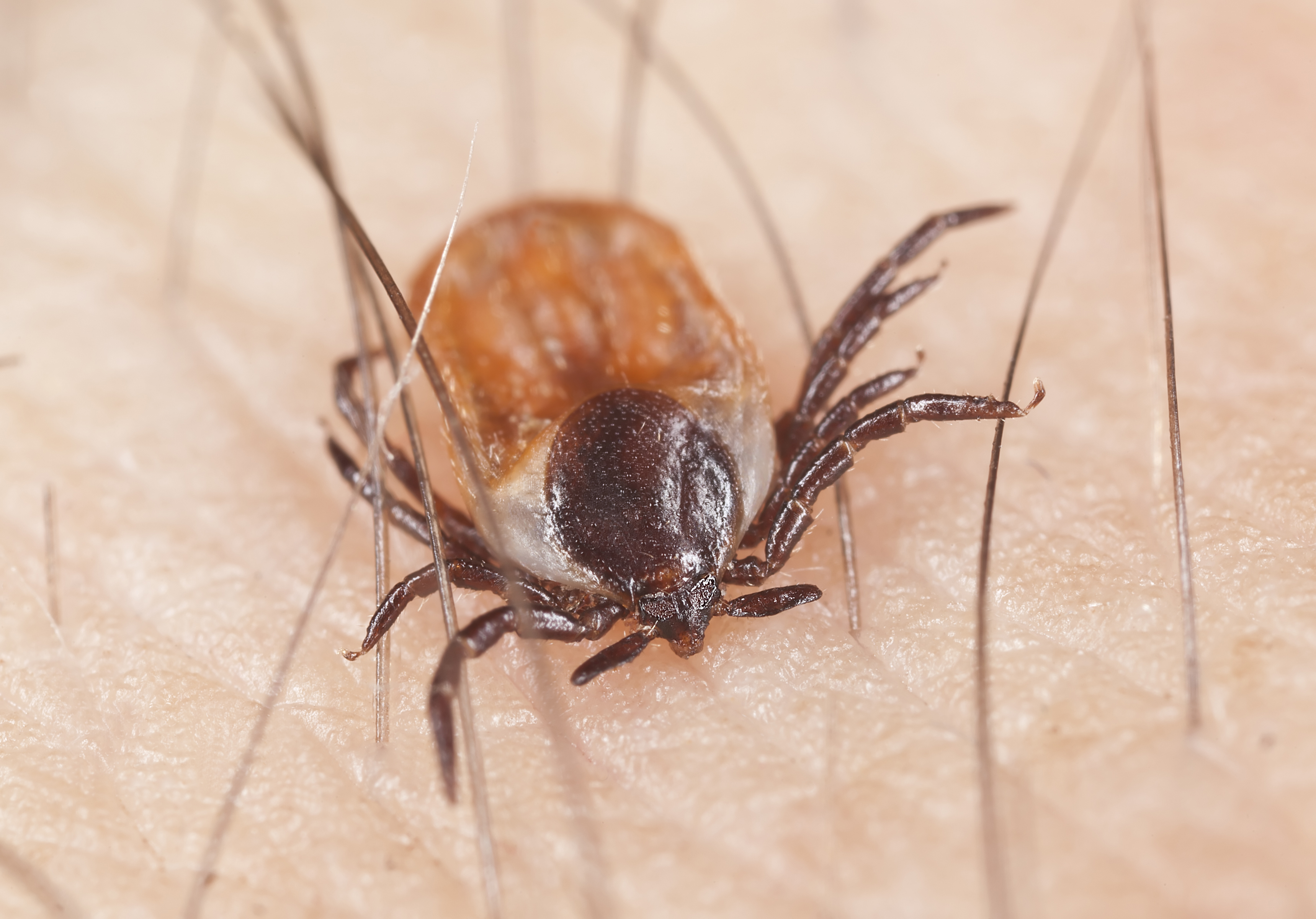 Ticks in Virginia - When is Tick Season in Virginia?