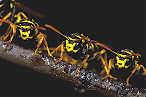 Insect Sting Treatment & Creams | How to Treat Stings Fast