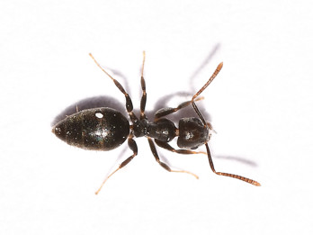 Ant Identification Guides: Ant Control & Extermination