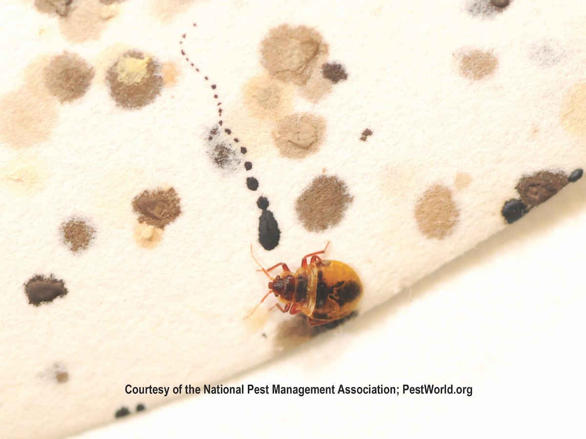 Identify Bed Bugs: How They Start, Where They Come From