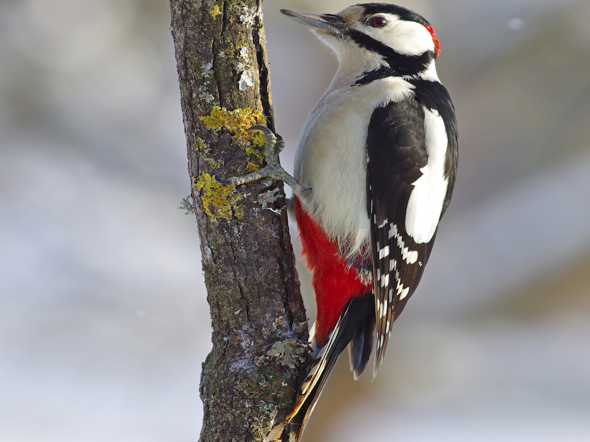 Get Rid of Woodpeckers: Woodpecker Control & Management