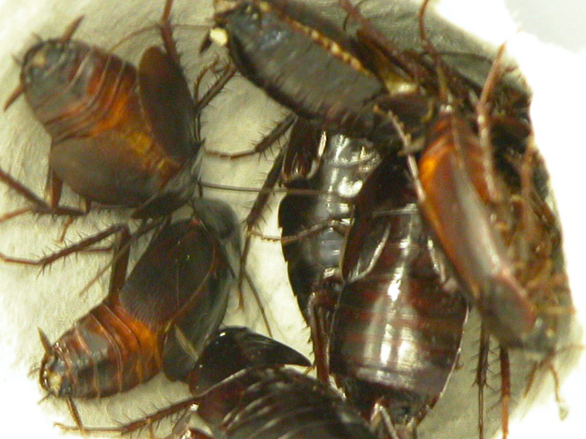 Oriental Cockroaches Control - Identify Cockroaches