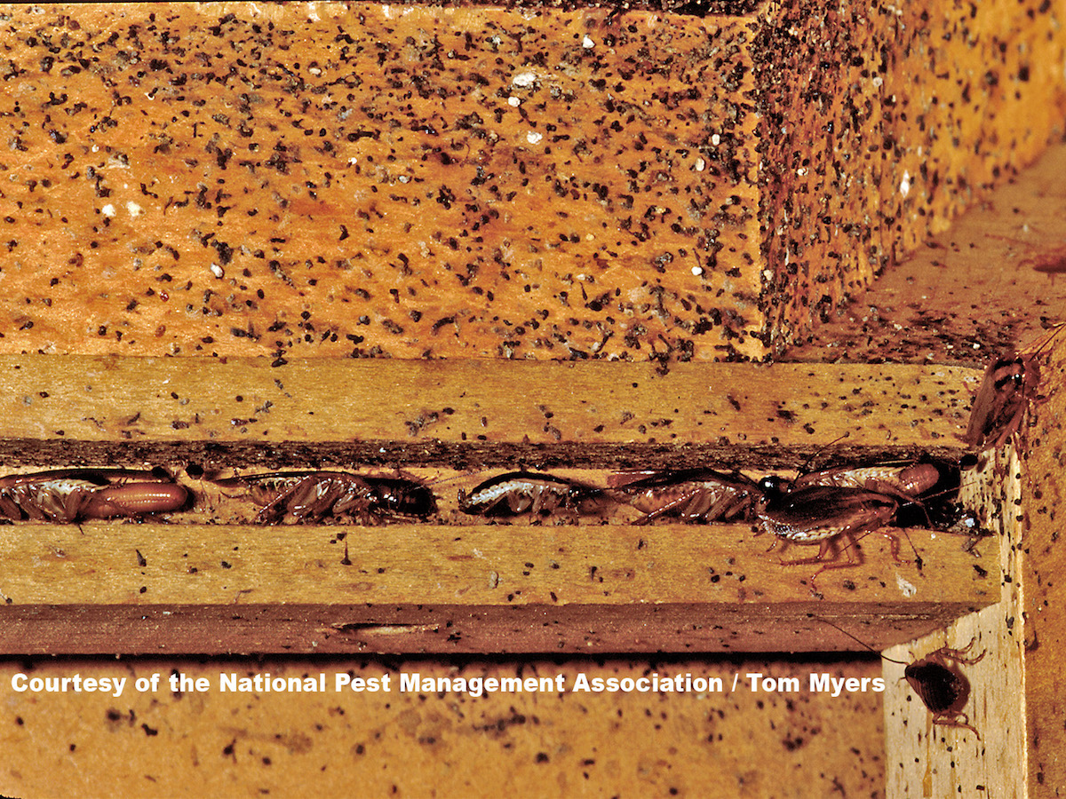 German Cockroaches: Photos & Control Information