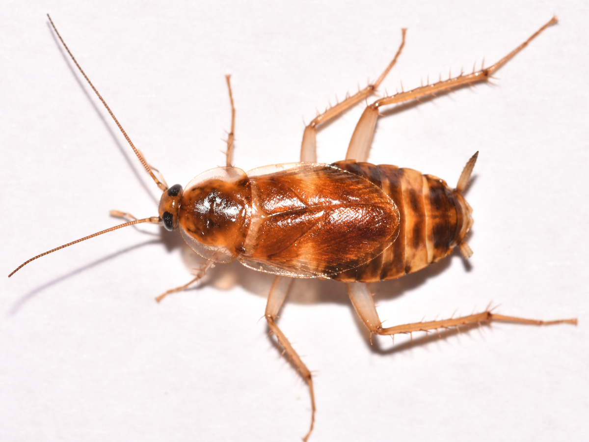 Brown-Banded Cockroaches Control: How to Get Rid Of Pests