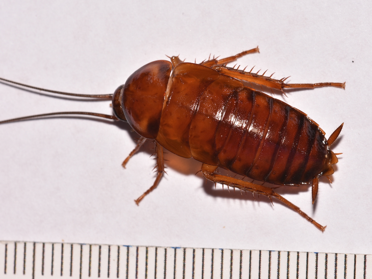 American Cockroaches Control - Facts & Information