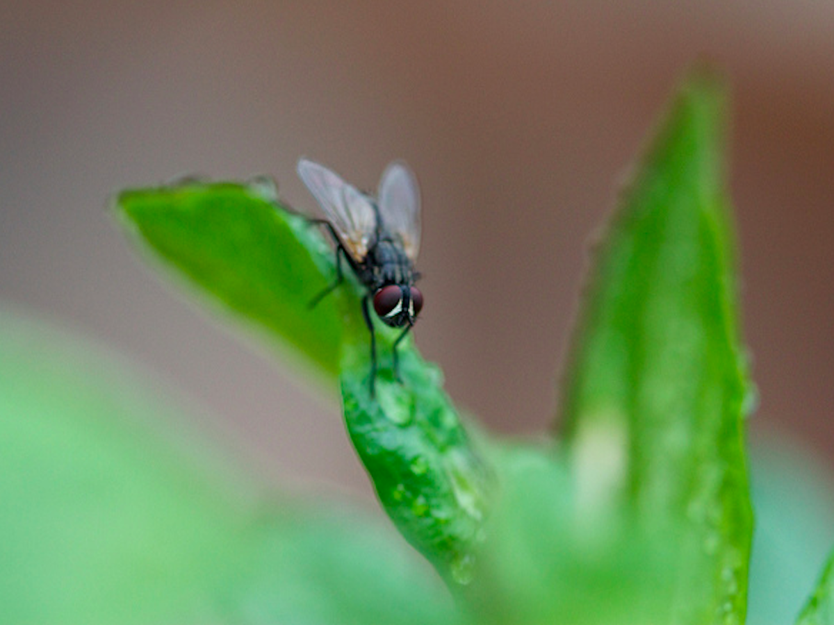 Get Rid of House Flies: House Fly Control Information