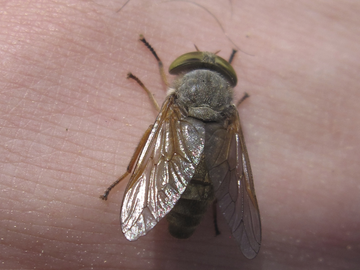 Horse Flies: How to Get Rid of Horse Flies, Plus Horse Fly Bites