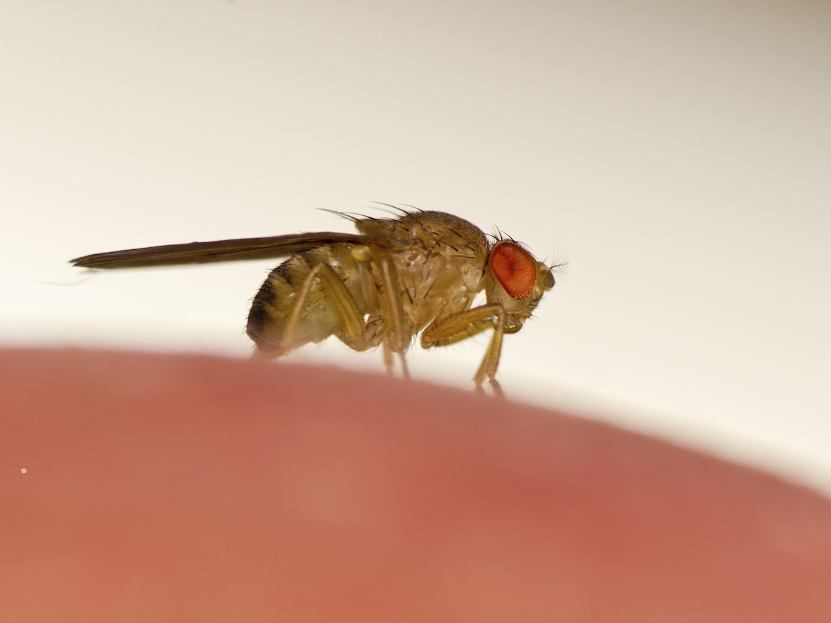 Fruit Fly Extermination: How to Get Rid of Fruit Flies