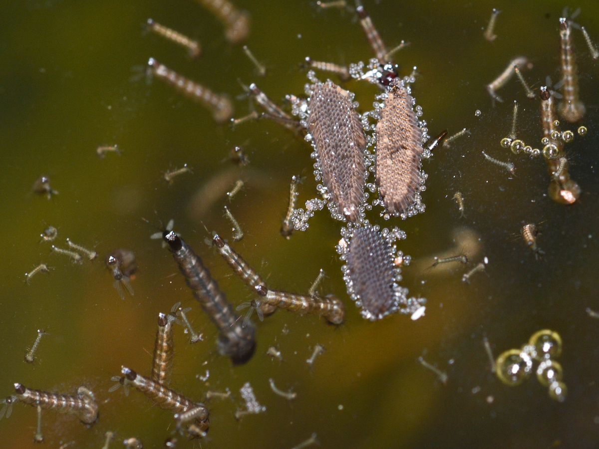 Culex Mosquito - Common House Mosquito Info & Prevention