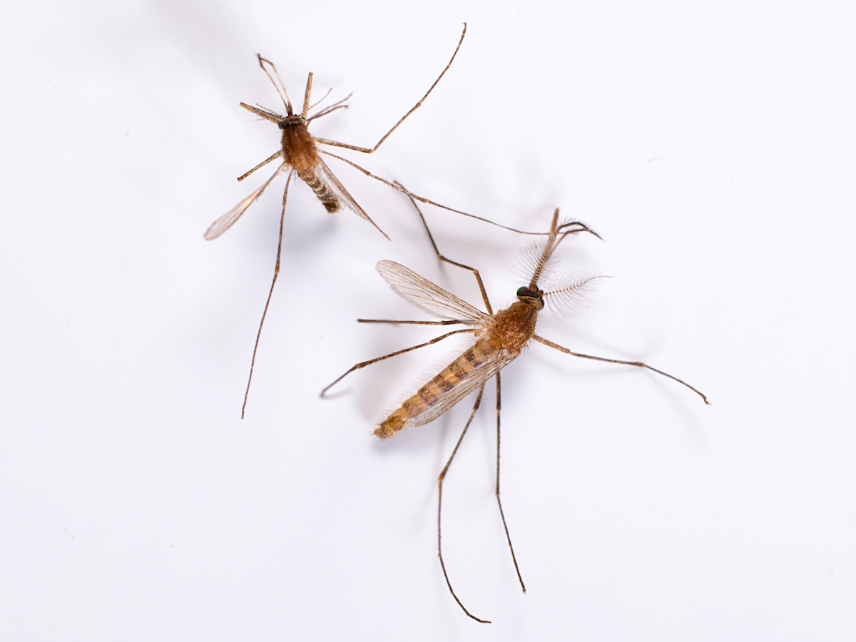 Culex Mosquito - Common House Mosquito Info & Prevention