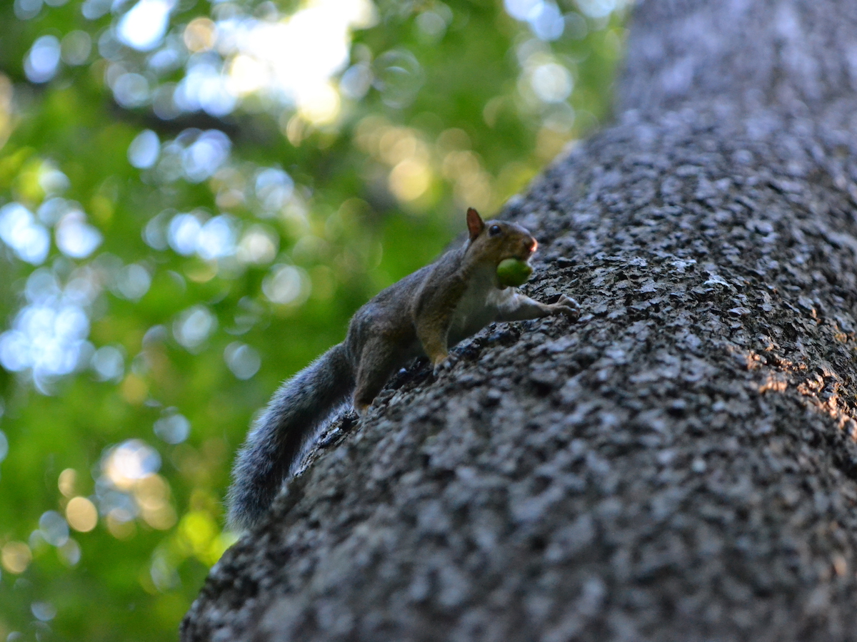 Tree Squirrels - Facts & Behavior Information