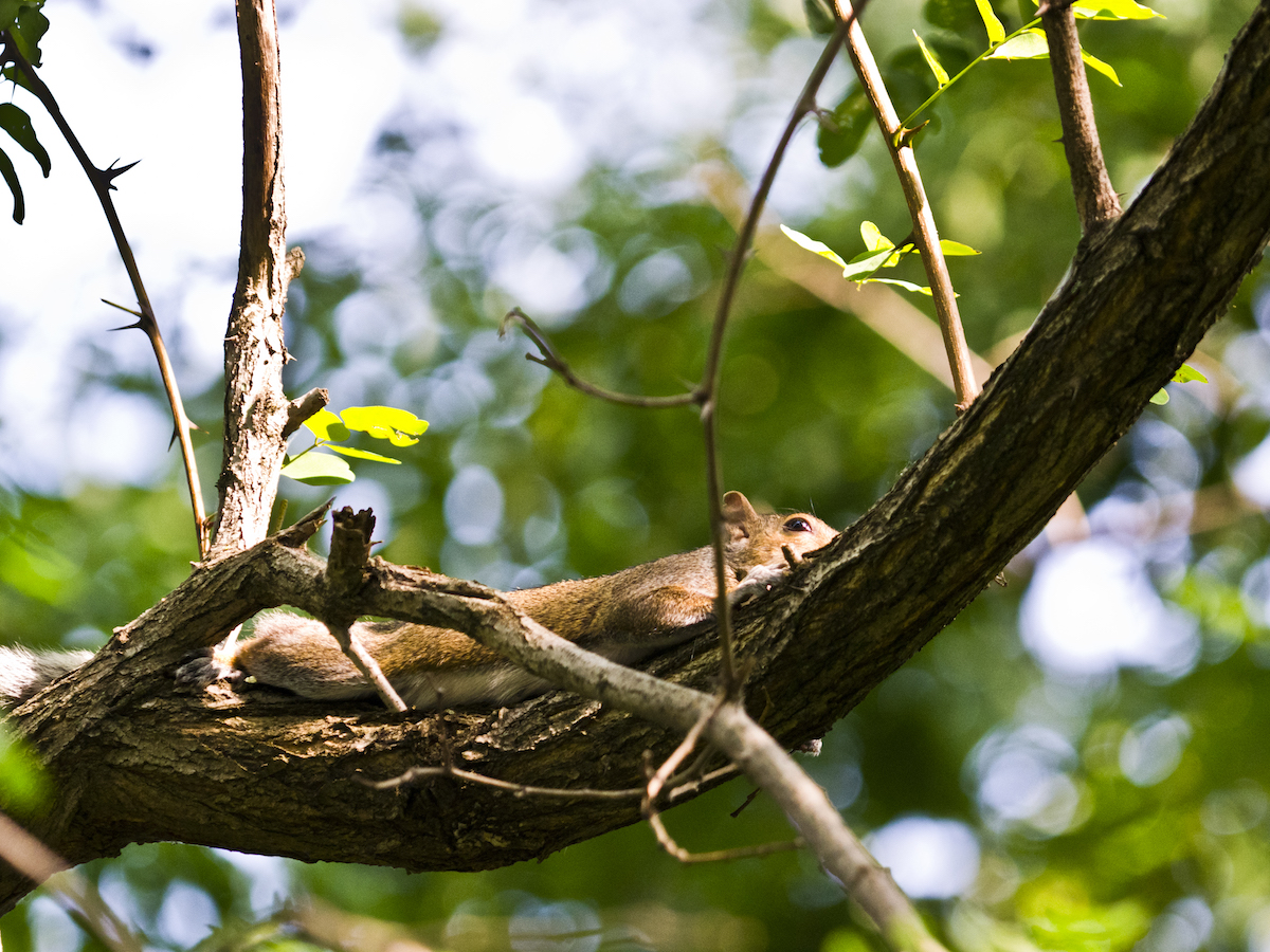 Tree Squirrels - Facts & Behavior Information