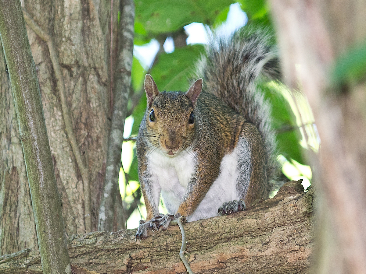 Tree Squirrels - Facts & Behavior Information