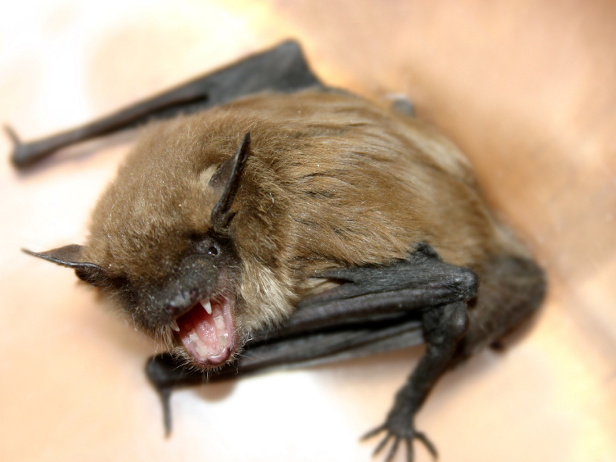 How to Get Rid of Bats: Bat Facts, Information, Pest Control