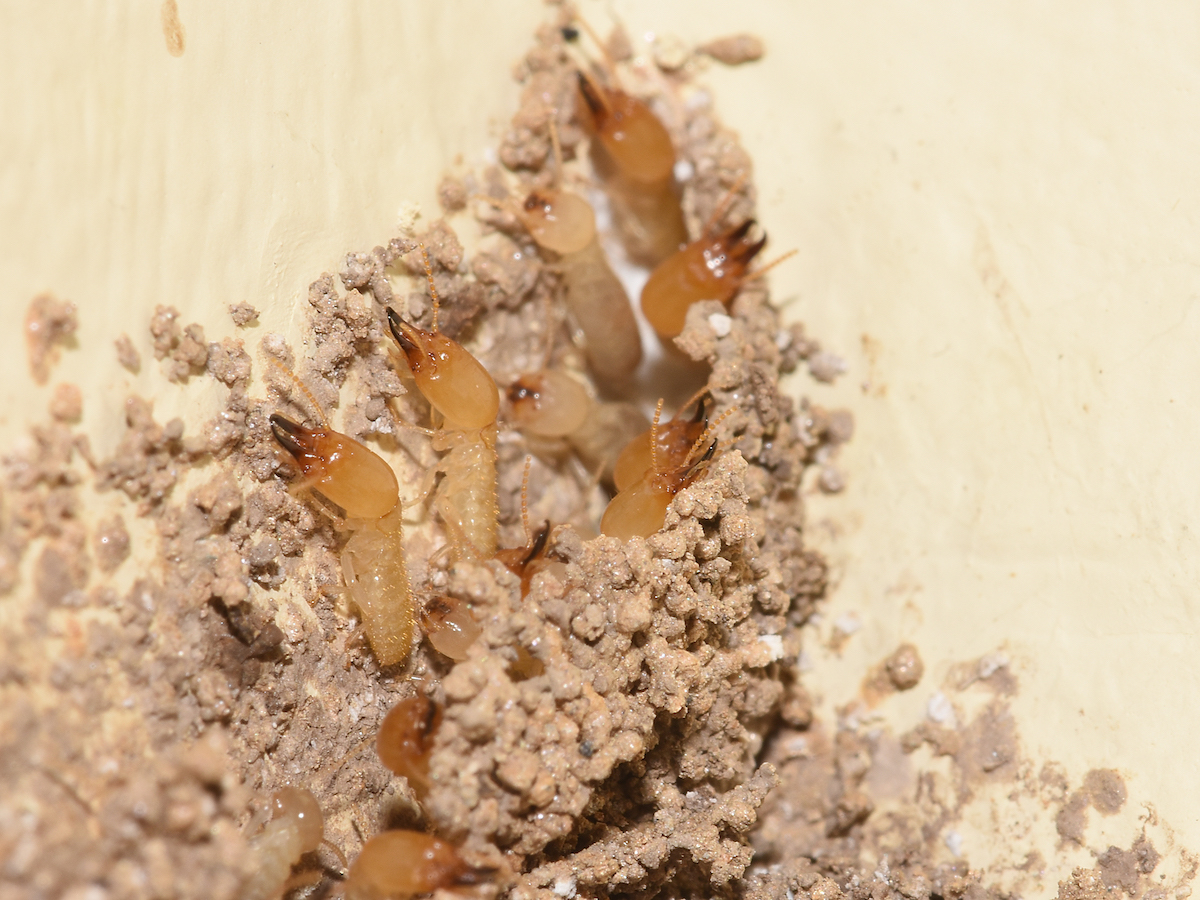 Formosan Termites - Damage, Treatment, & Control