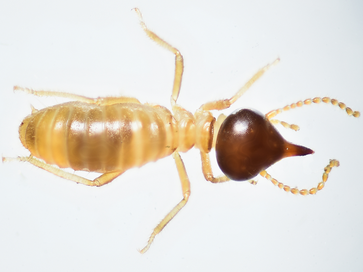 Termites: Facts, Photos, & Extermination