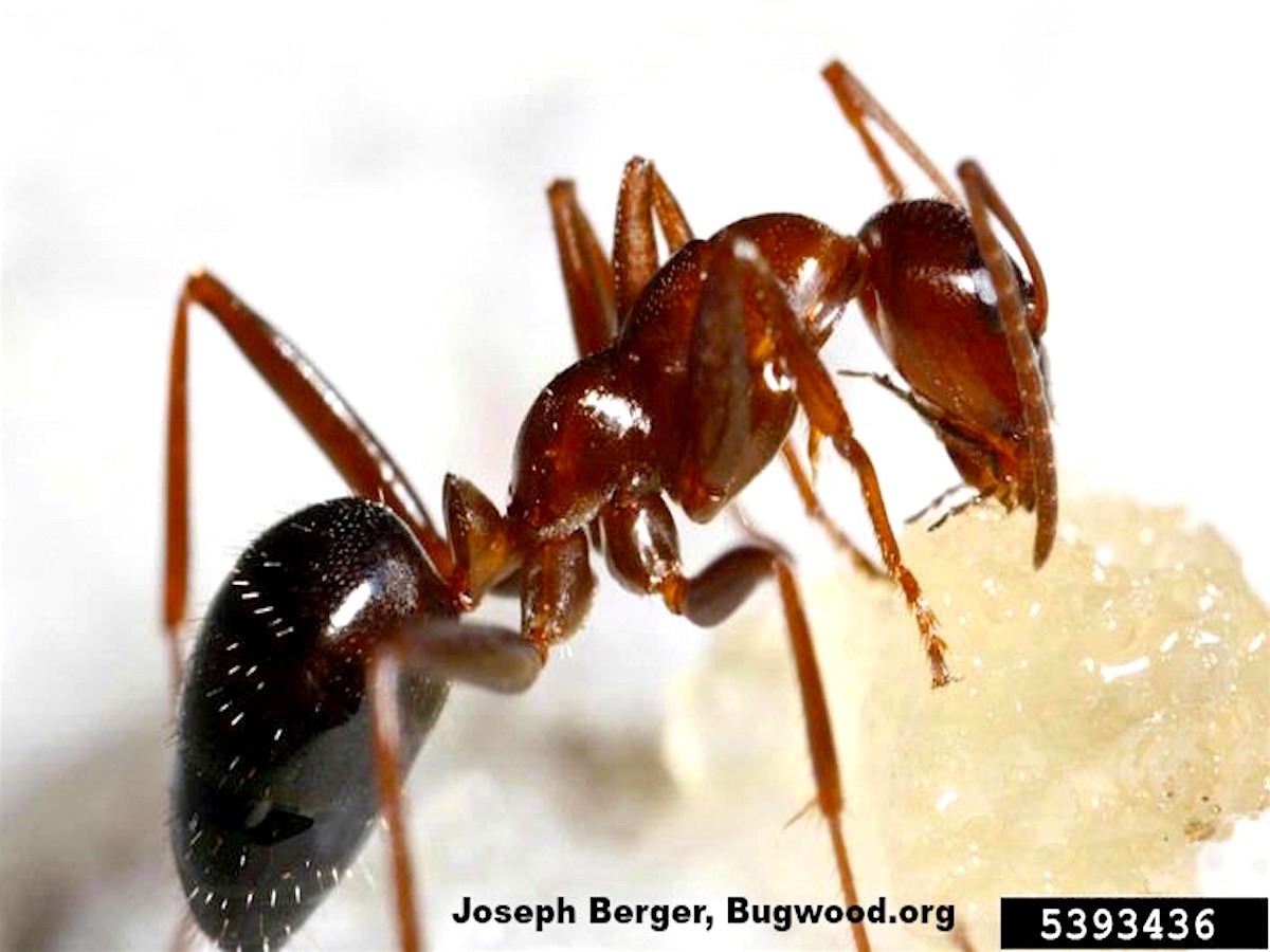 Field Ants in House: Field Ant Prevention, Control, & Info